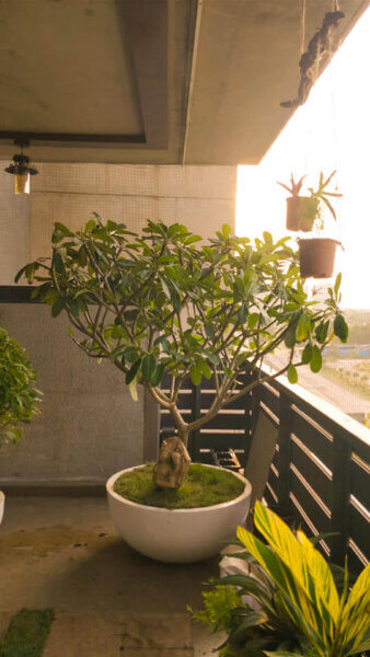 Join us at Balcony Garden at Gala Luxuria - creosora.com